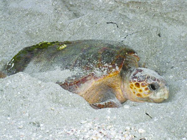 FWC: Share the beach with sea turtles this holiday weekend - Cape Coral ...